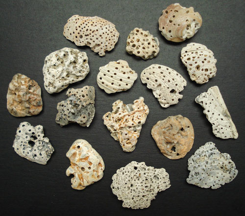 The Country Seat: Embellishments Sea Shell - whole shells